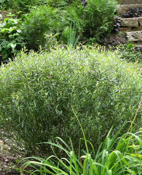Ива пурпурная `Грацилис`, Salix purpurea `Gracilis` | СадПарад